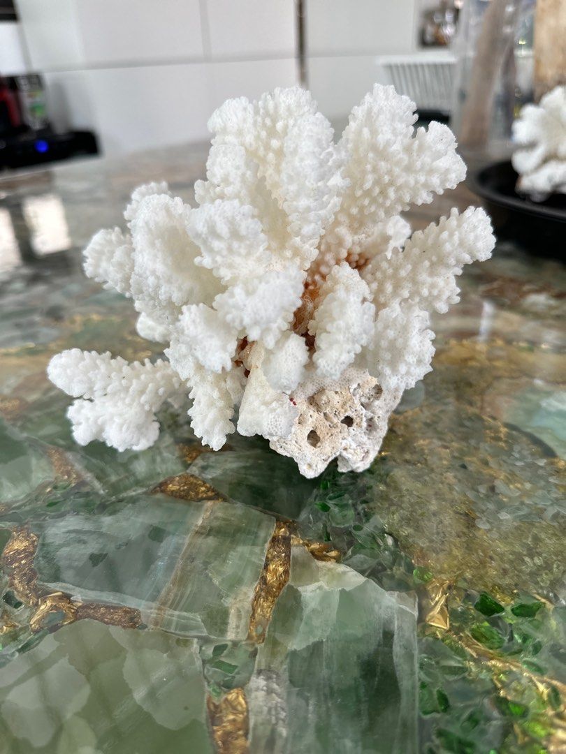 Beautiful Dried White Marine Coral Display, Furniture & Home Living ...