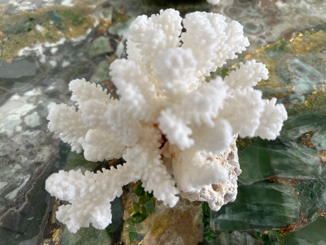 Beautiful Dried White Marine Coral Display, Furniture & Home Living ...