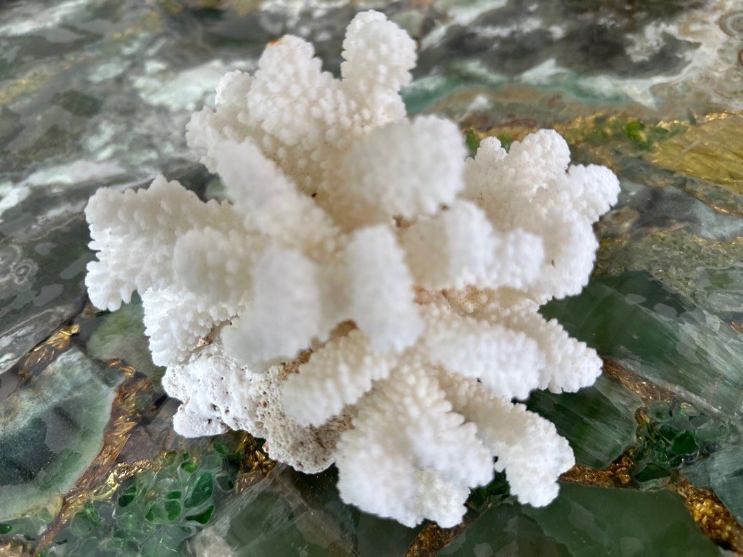 Beautiful Dried White Marine Coral Display, Furniture & Home Living ...