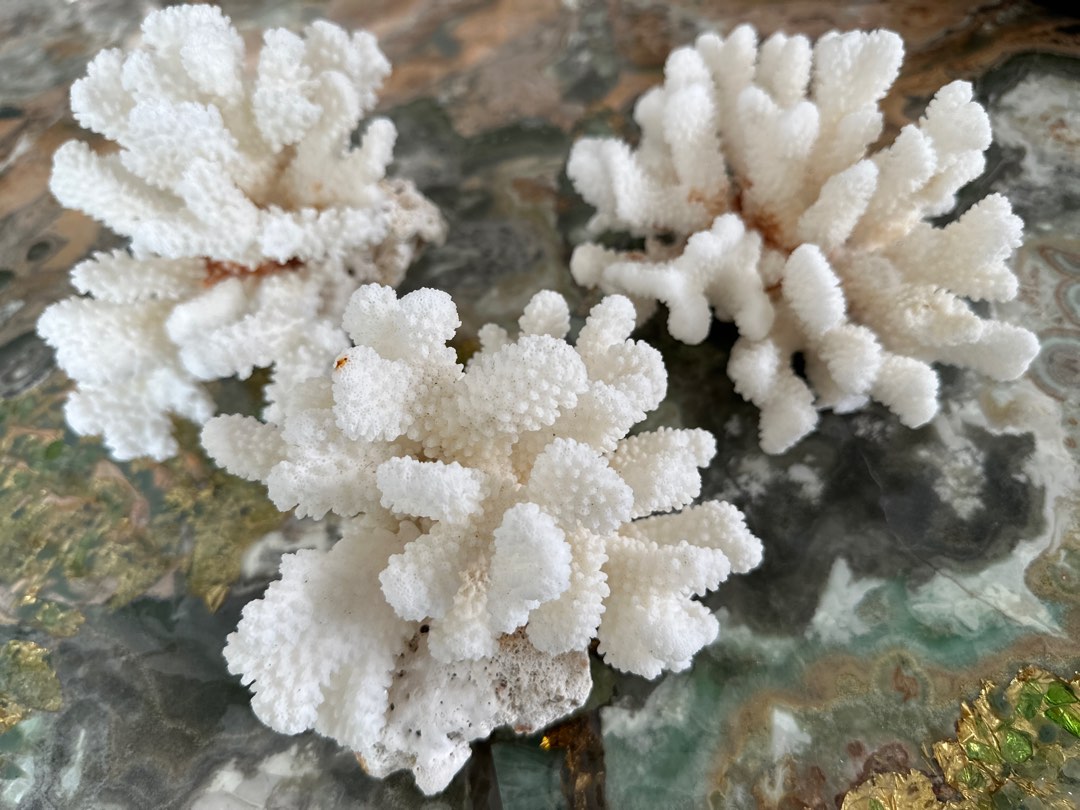Beautiful Dried White Marine Coral Display, Furniture & Home Living ...