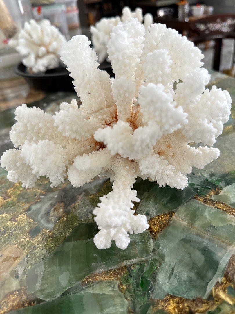 Beautiful Dried White Marine Coral Display, Furniture & Home Living ...