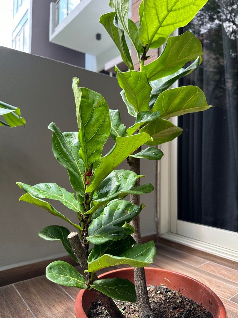 Fiddle-leaf Fig Ficus Lyrata 1 meter tall (tags: banyan fig, fiddle ...