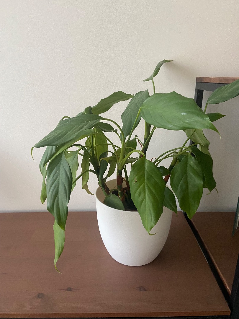 Healthy plant, Furniture & Home Living, Gardening, Plants & Seeds on ...