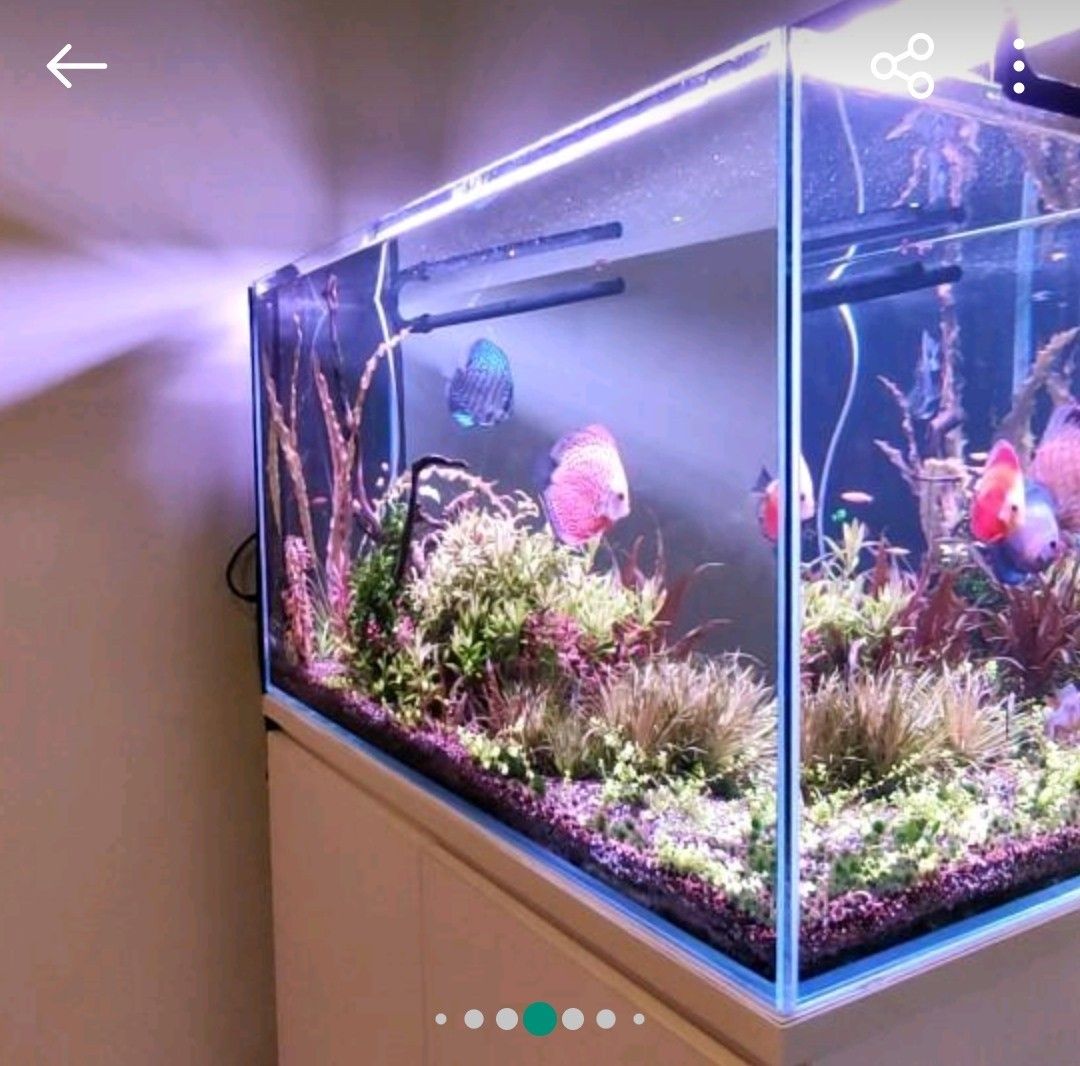 Netlea 90cm RGB programmable planted tank lights, Pet Supplies, Homes ...