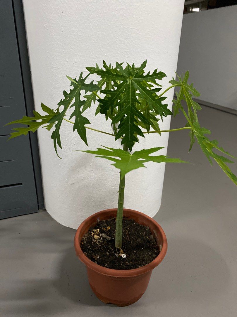 Papaya Plant in pot 50cm at CCK, Furniture & Home Living, Gardening ...