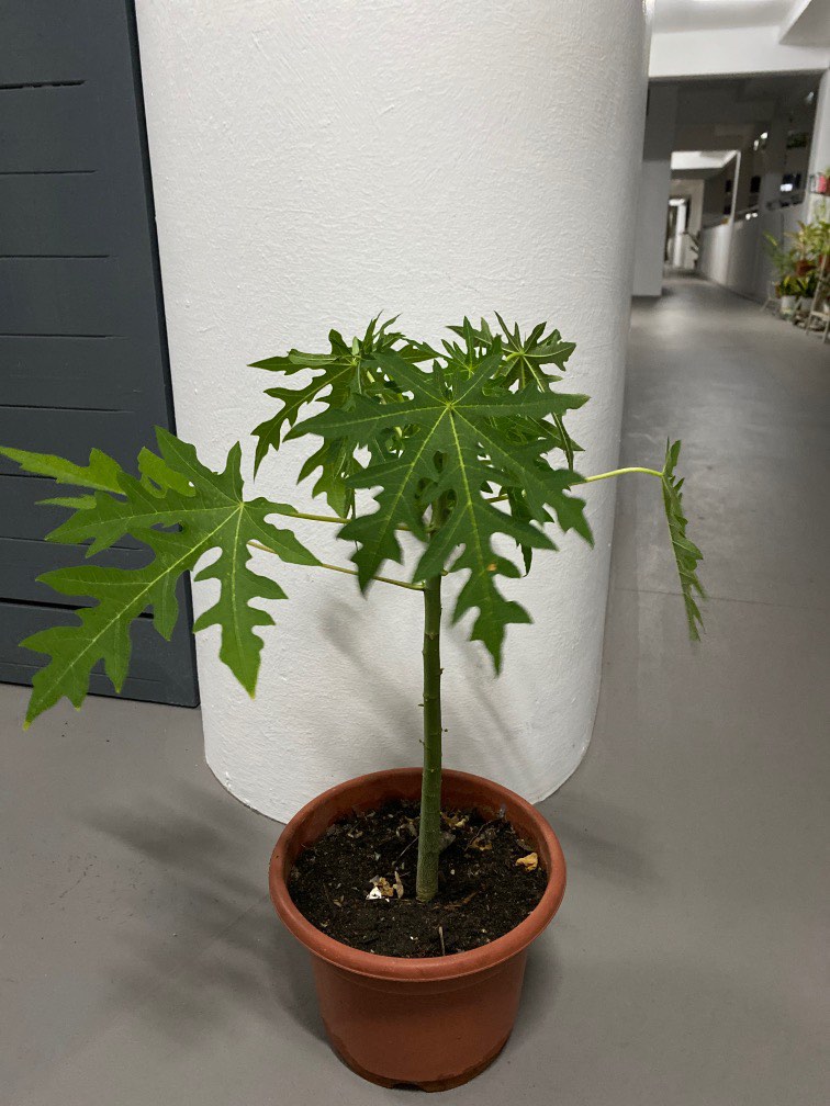Papaya Plant in pot 50cm at CCK, Furniture & Home Living, Gardening ...