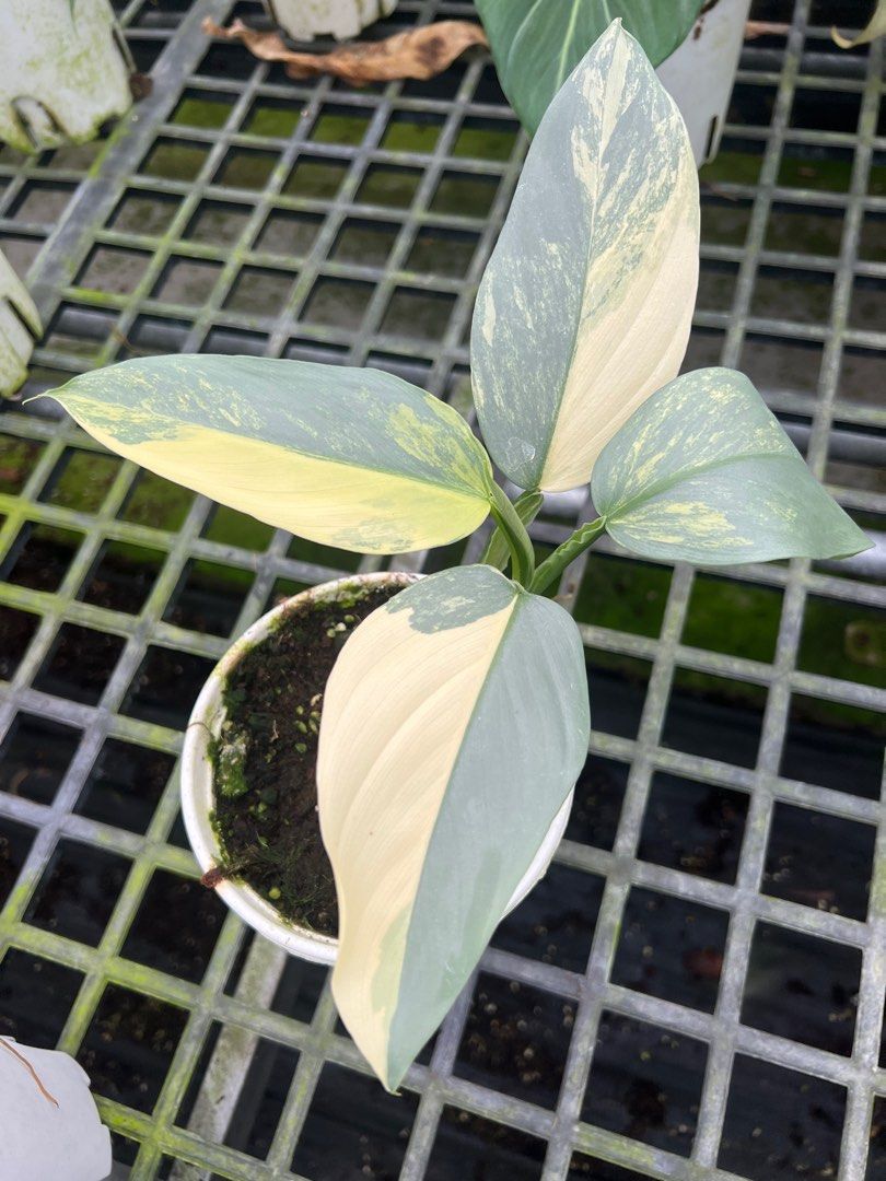 Philodendron silver sword variegated, Furniture & Home Living ...