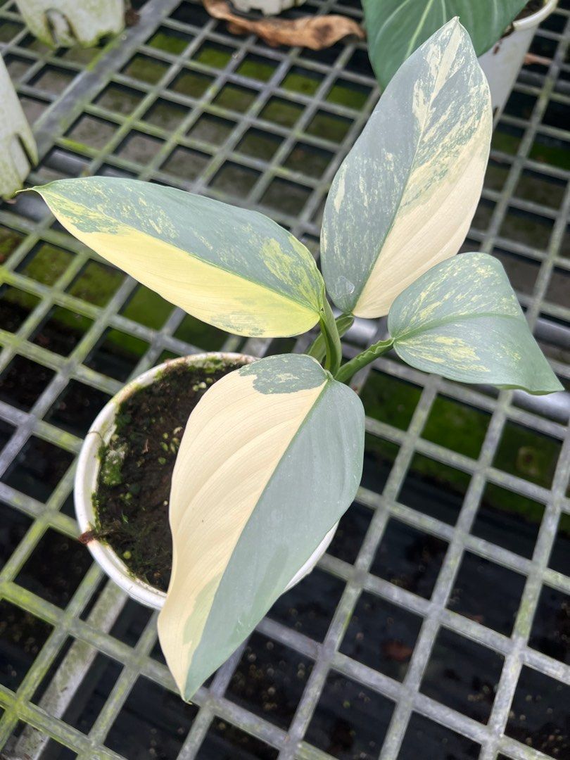Philodendron silver sword variegated, Furniture & Home Living ...