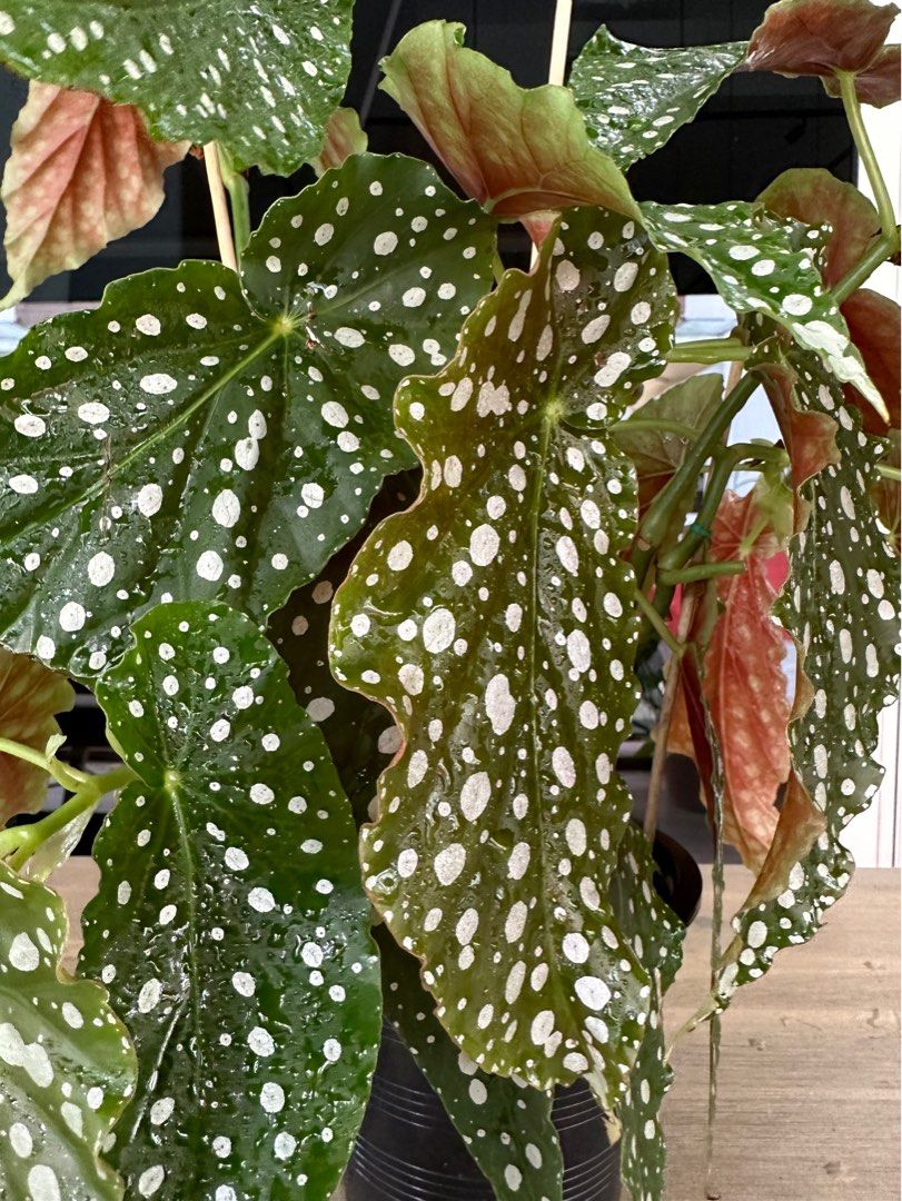 Polka Dot Angel Wing Begonia Maculata (tags: begonias, spotted begonia, indoor plant, house ...