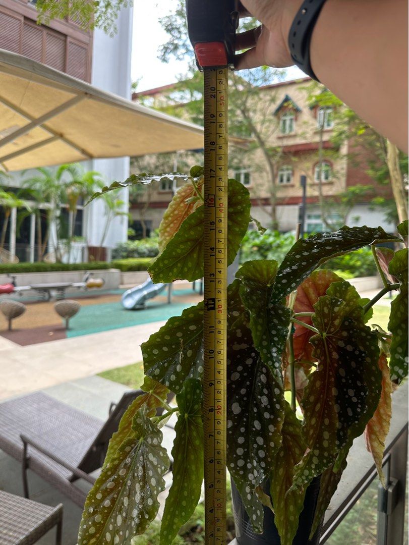 Polka Dot Angel Wing Begonia Maculata (tags: begonias, spotted begonia, indoor plant, house ...