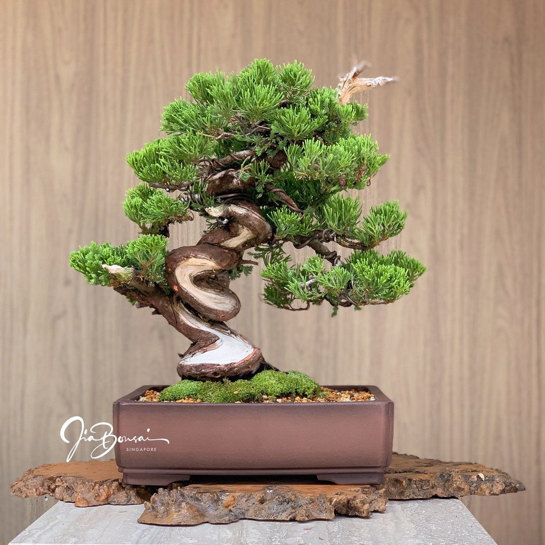 Professional Taiwan Juniperus Bonsai, Furniture & Home Living ...