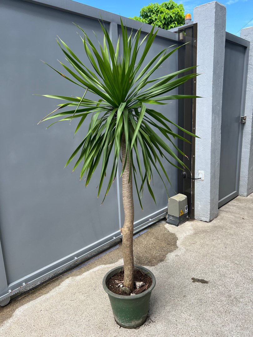 Yucca tree on Carousell