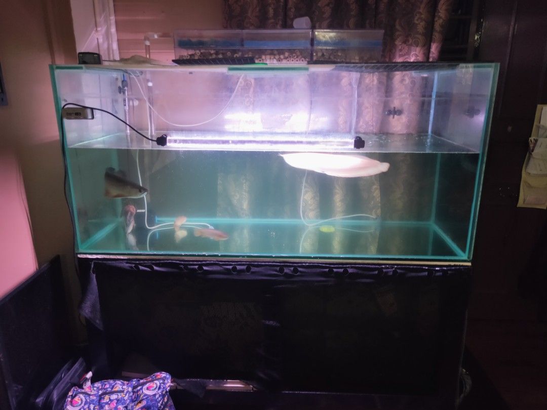 5ft Fish tank, Pet Supplies, Homes & Other Pet Accessories on Carousell