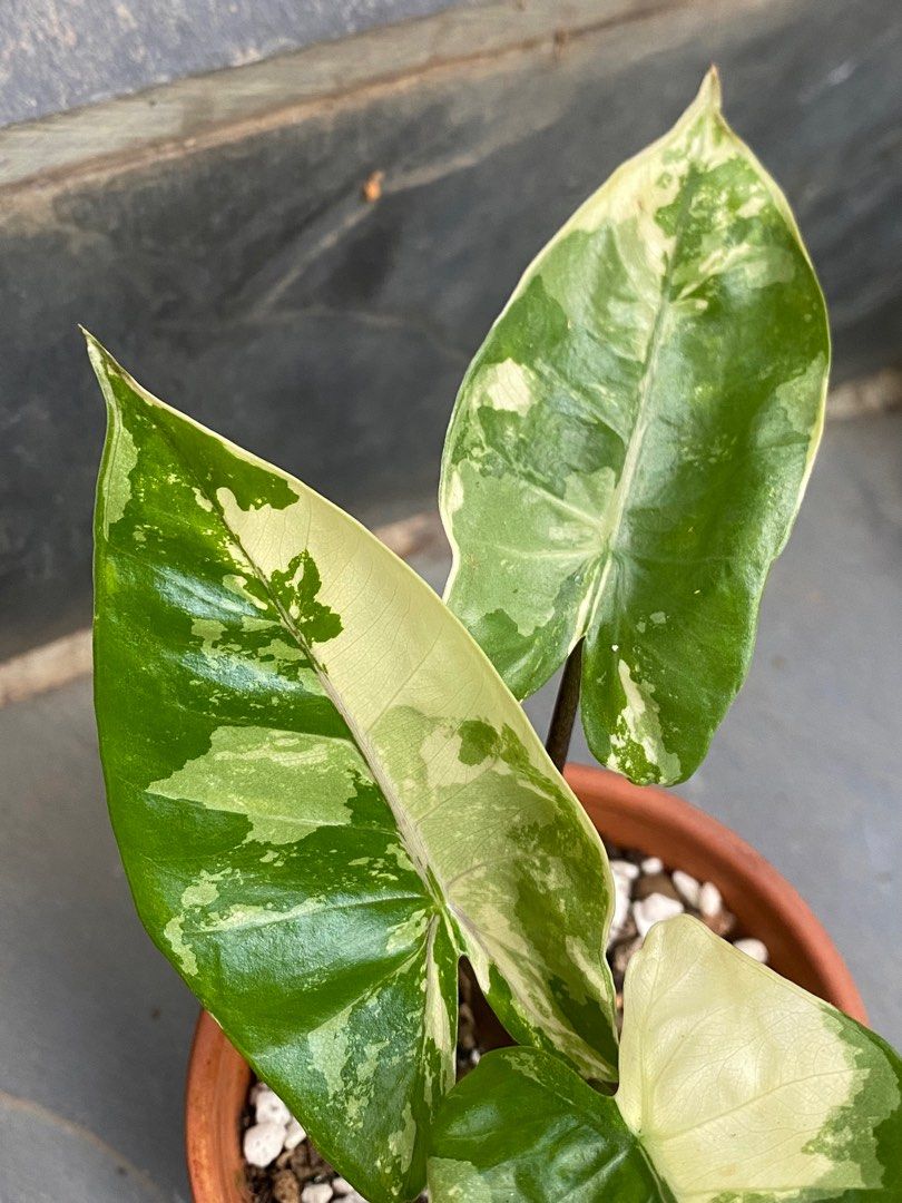 Alocasia black stem variegated, Furniture & Home Living, Gardening ...