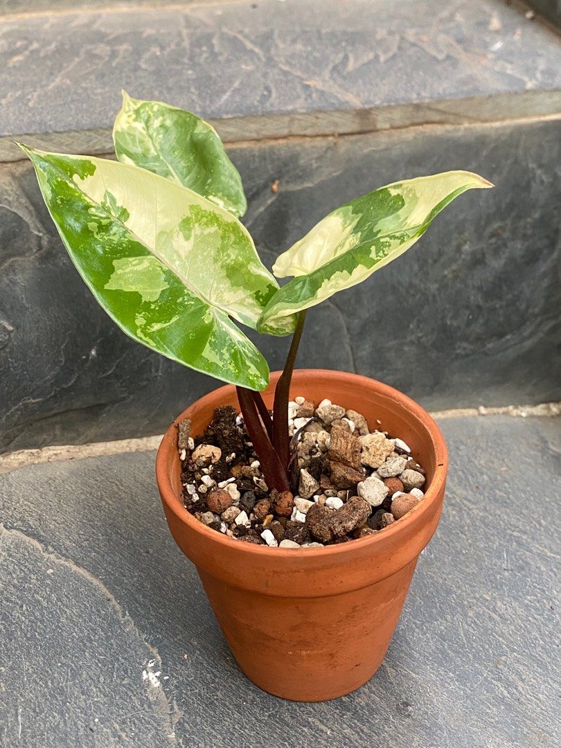 Alocasia black stem variegated, Furniture & Home Living, Gardening ...