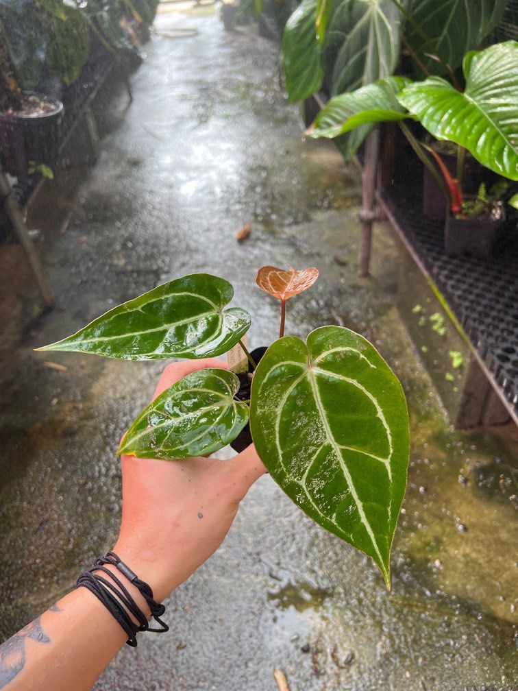 Anthurium Magnificum hybrid, Furniture & Home Living, Gardening, Plants ...