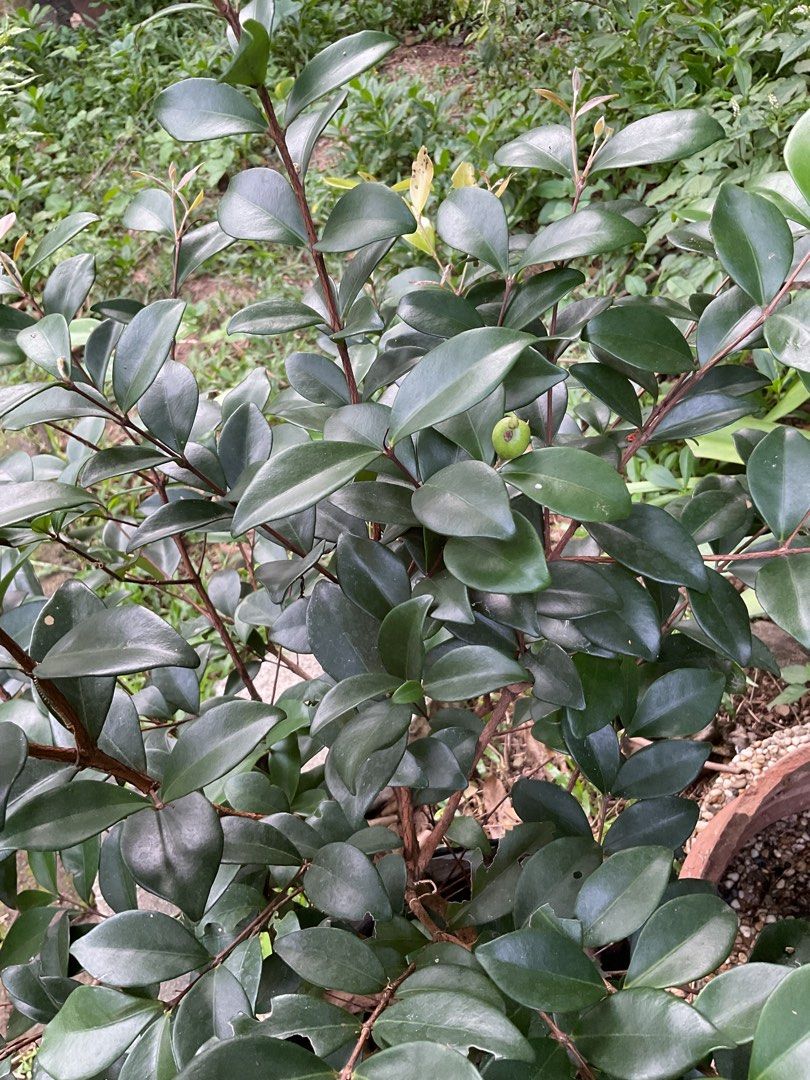 Australian Beach Cherry Plant - fruiting, Furniture & Home Living ...