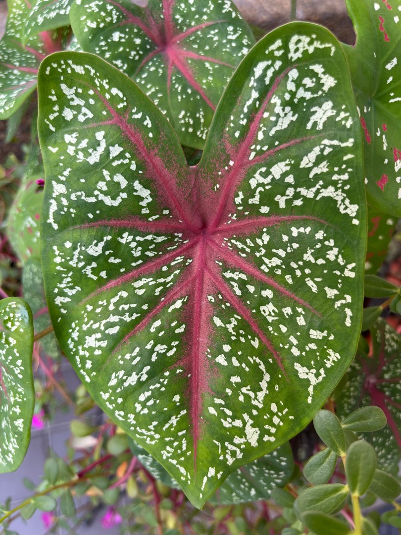 Caladiums (Red star and Florida clown) on Carousell