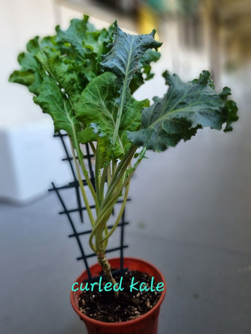 Curled kale (edible), Furniture & Home Living, Gardening, Plants ...