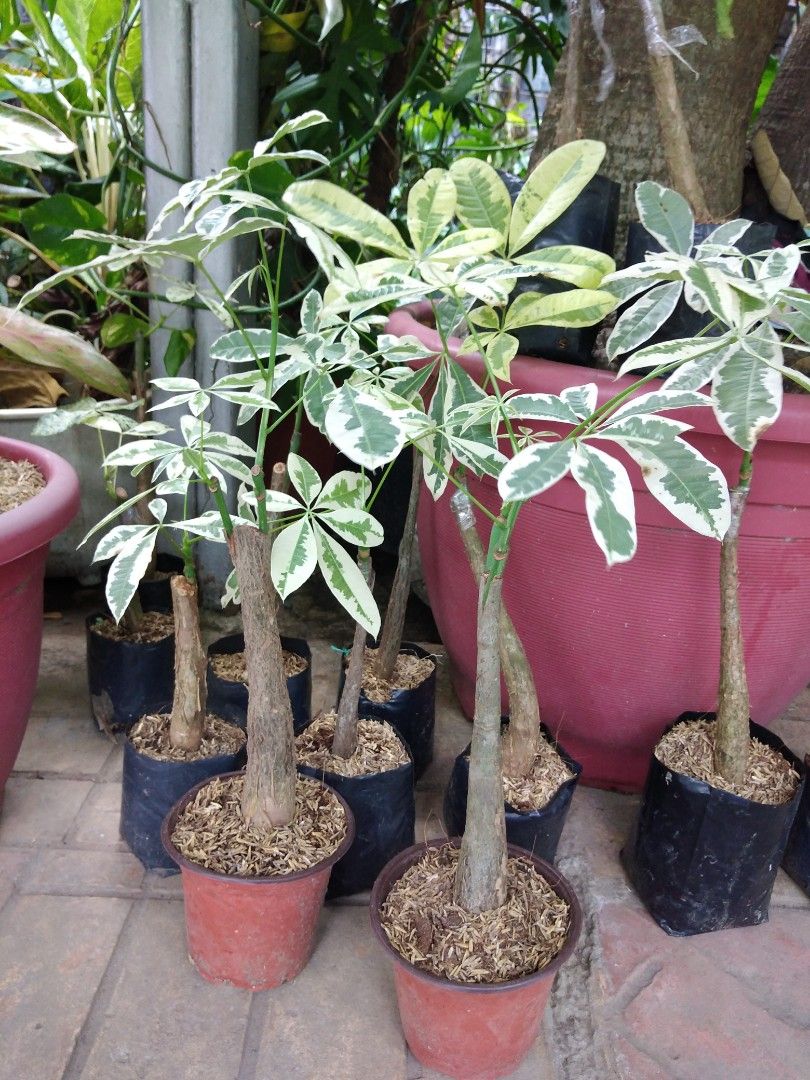 Grafted money tree variegated on Carousell