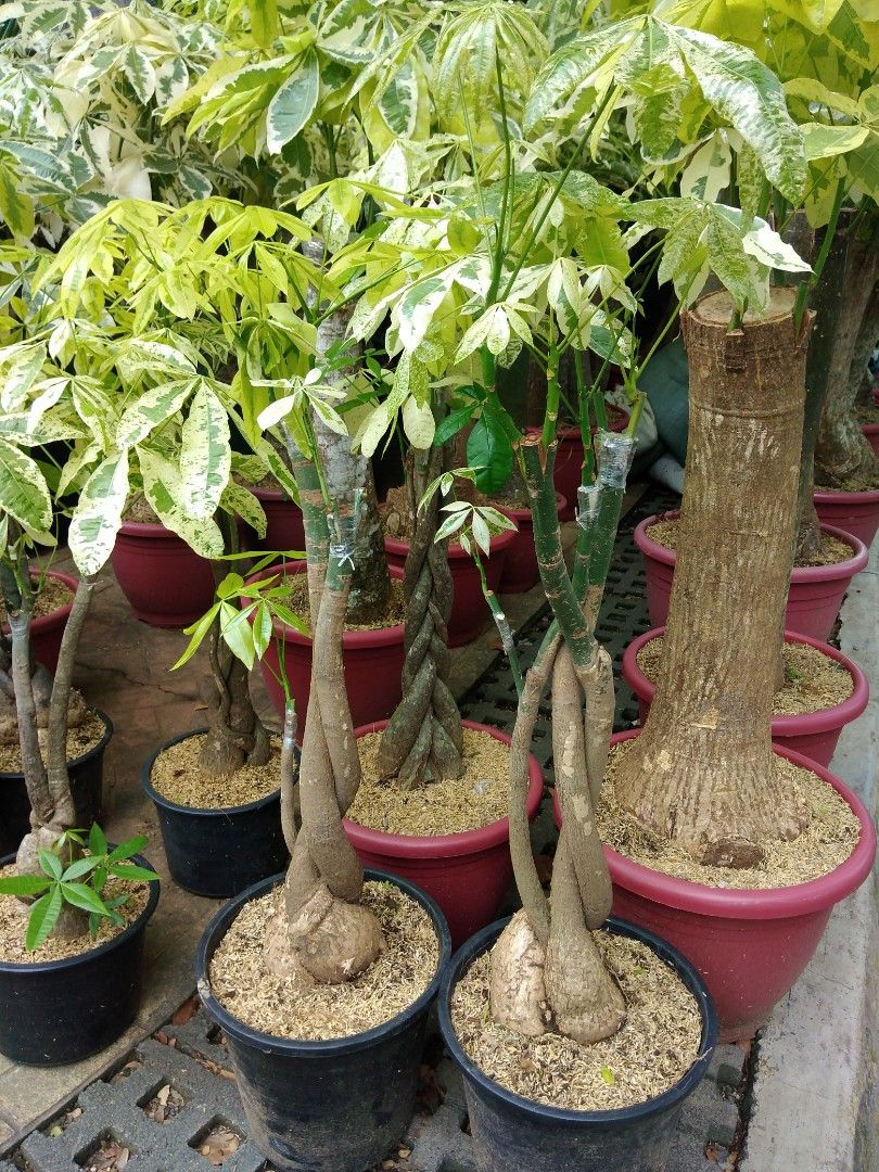 Grafted money tree variegated on Carousell