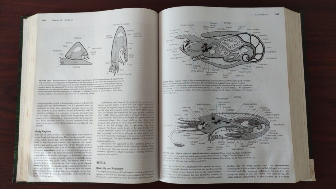 Invertebrate Zoology (7th ed), Hobbies & Toys, Books & Magazines ...