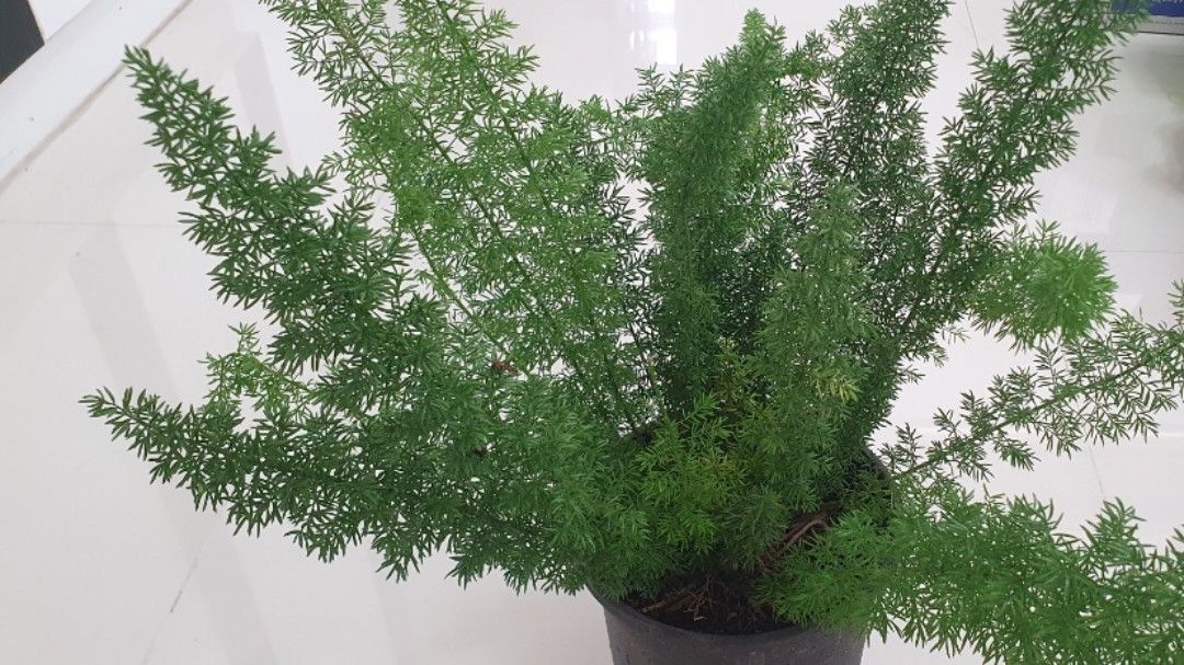 Plant - Asparagus Densiflorus Myersii Fern ($11.90/$15.90/$18.90 ...