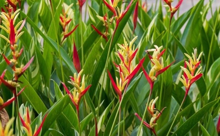 Pokok sepit udang heloconia, Furniture & Home Living, Gardening, Plants ...