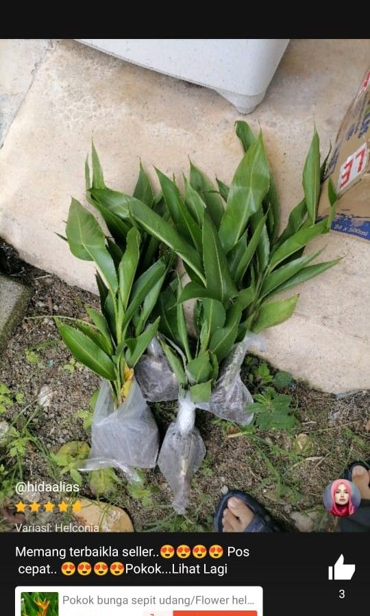Pokok sepit udang heloconia, Furniture & Home Living, Gardening, Plants ...