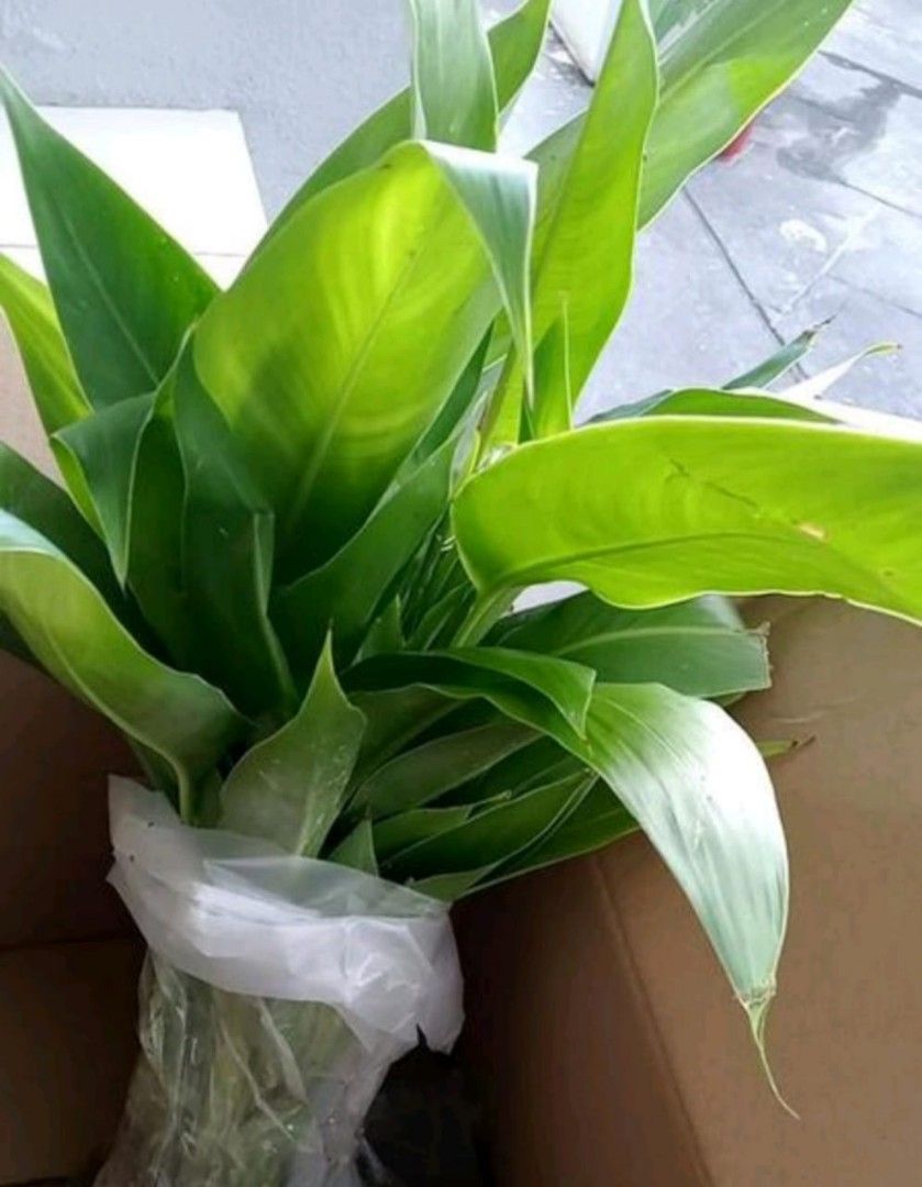 Pokok sepit udang heloconia, Furniture & Home Living, Gardening, Plants ...