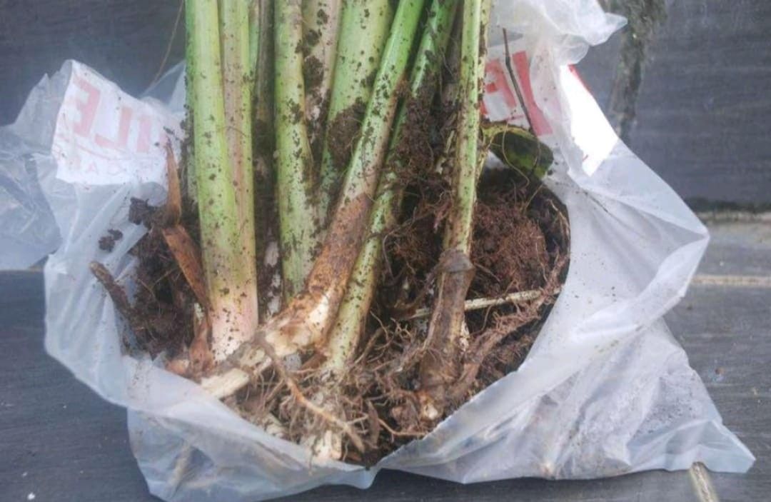 Pokok sepit udang heloconia, Furniture & Home Living, Gardening, Plants ...