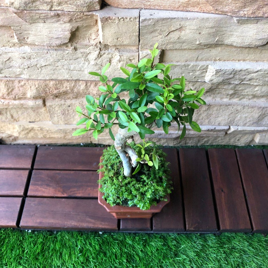 Shui mei / Wrightia Regliosa / Water Jasmine bonsai, Furniture & Home ...