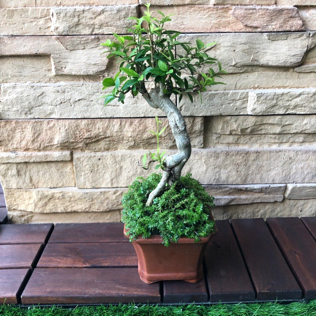 Shui mei / Wrightia Regliosa / Water Jasmine bonsai, Furniture & Home ...