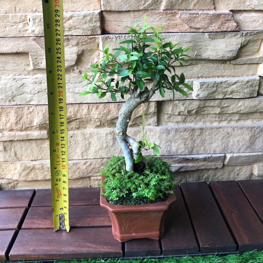 Shui mei / Wrightia Regliosa / Water Jasmine bonsai, Furniture & Home ...
