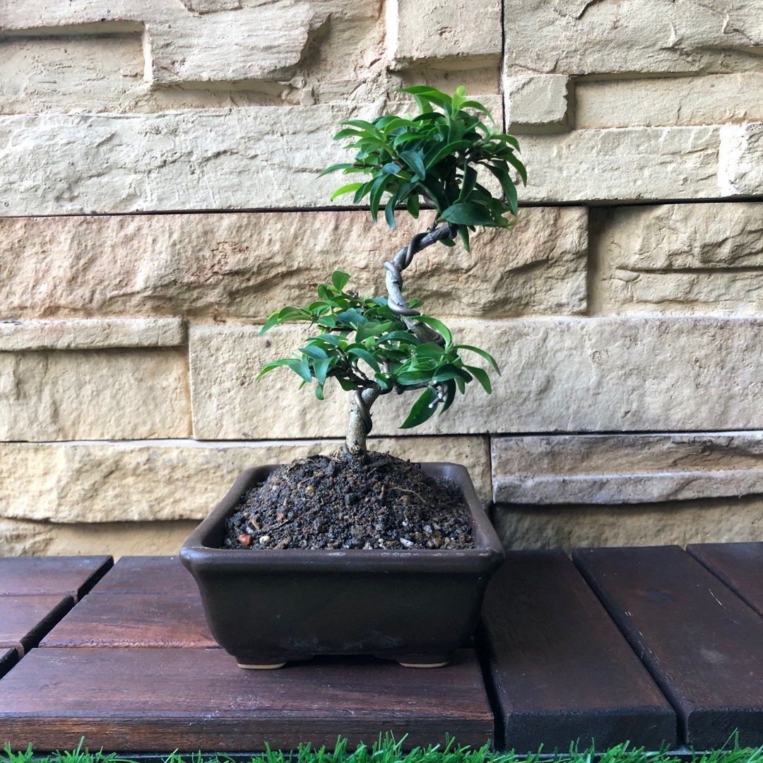 Shui Mei / Wrightia Regliosa / Water Jasmine Bonsai, Furniture & Home ...
