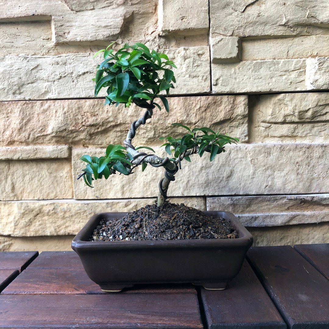 Shui Mei / Wrightia Regliosa / Water Jasmine Bonsai, Furniture & Home ...