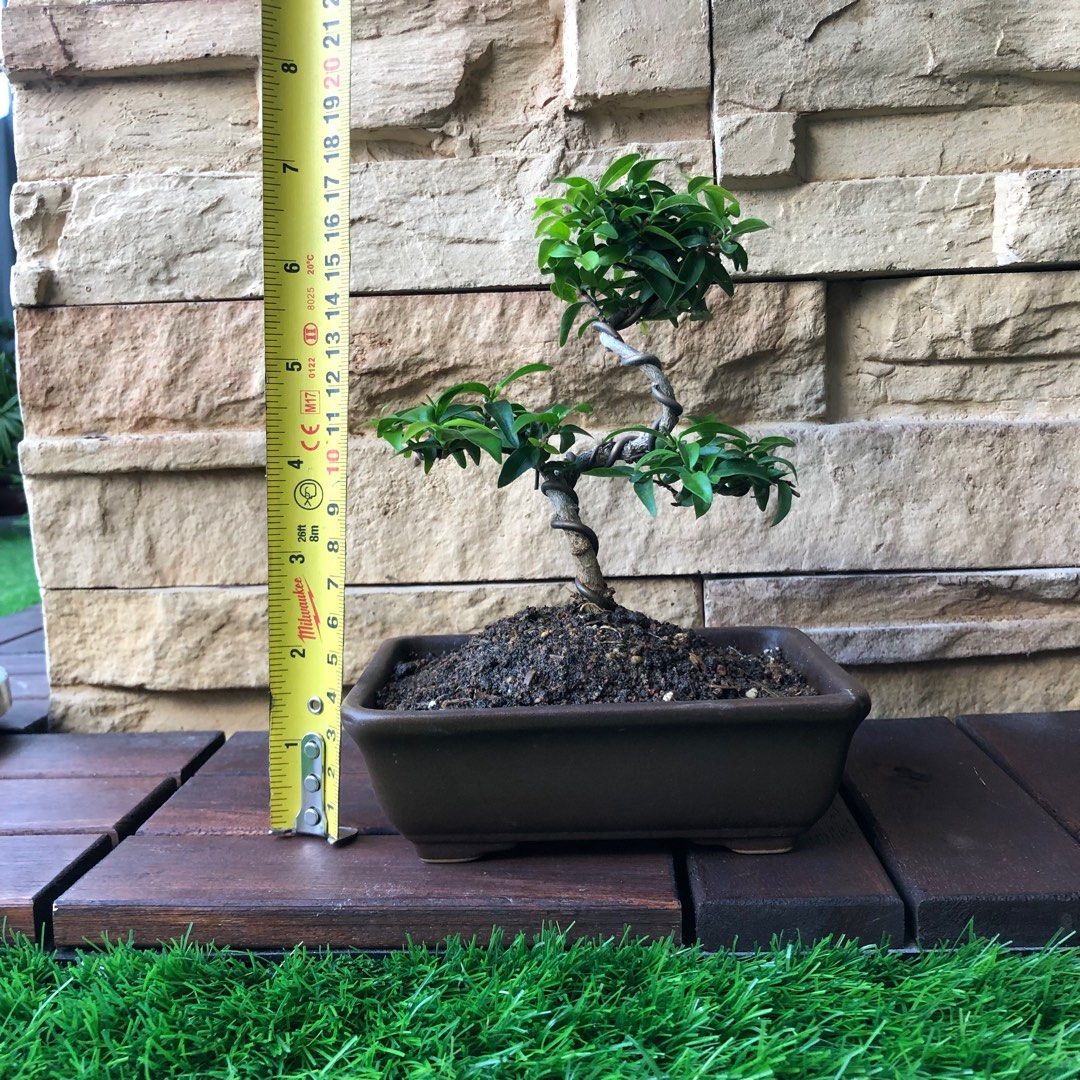 Shui Mei / Wrightia Regliosa / Water Jasmine Bonsai, Furniture & Home ...