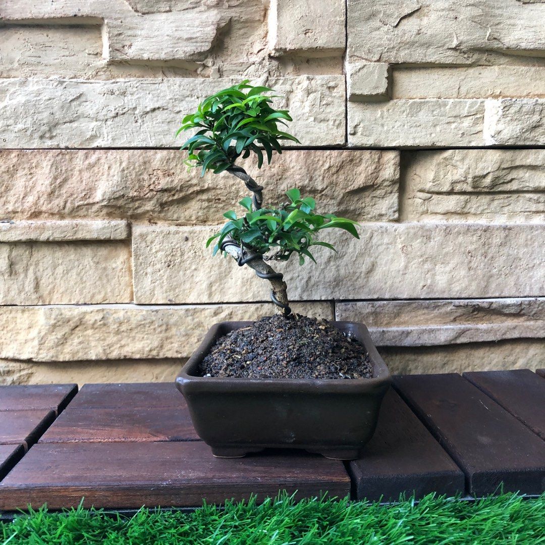 Shui Mei / Wrightia Regliosa / Water Jasmine Bonsai, Furniture & Home ...