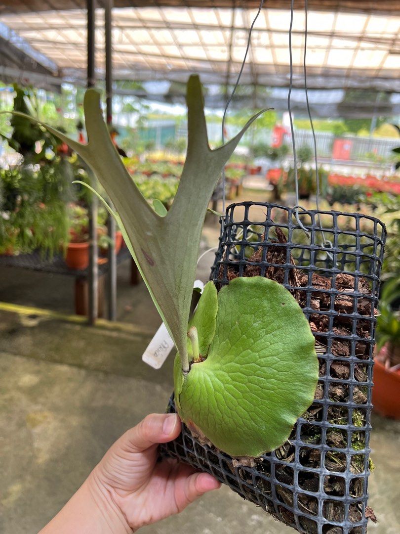 Staghorn Ferns - Platycerium Alcicorne Africa, Furniture & Home Living ...