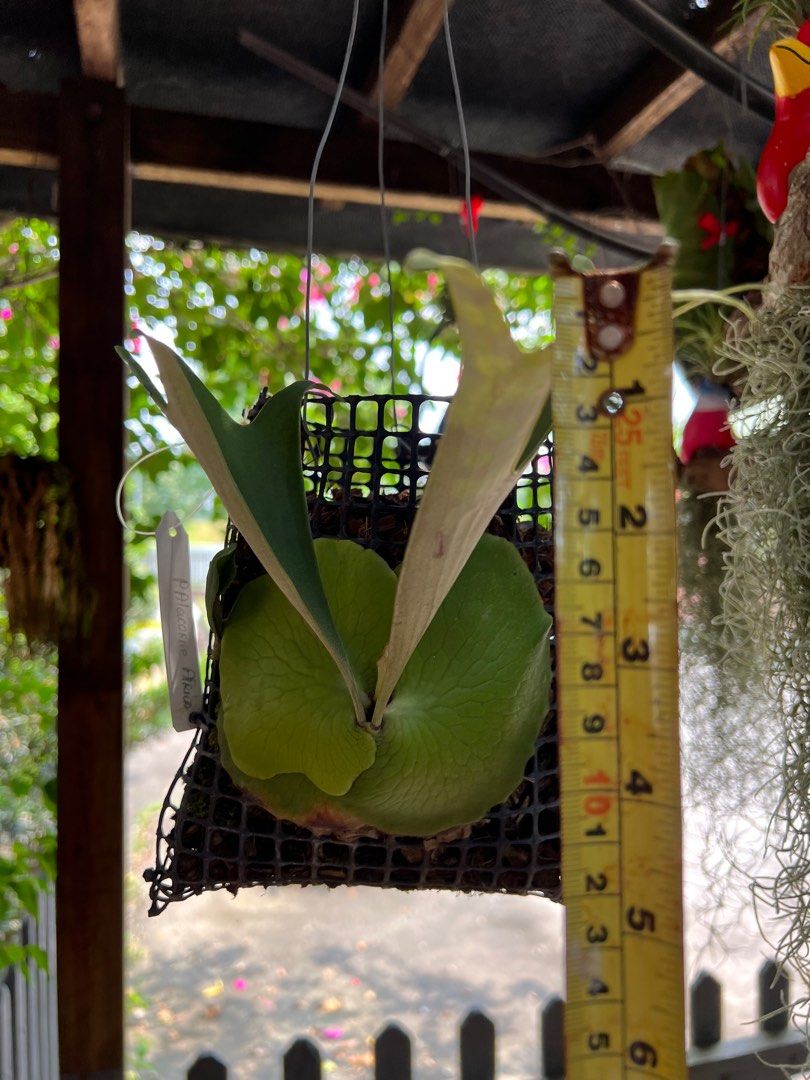 Staghorn Ferns - Platycerium Alcicorne Africa, Furniture & Home Living ...