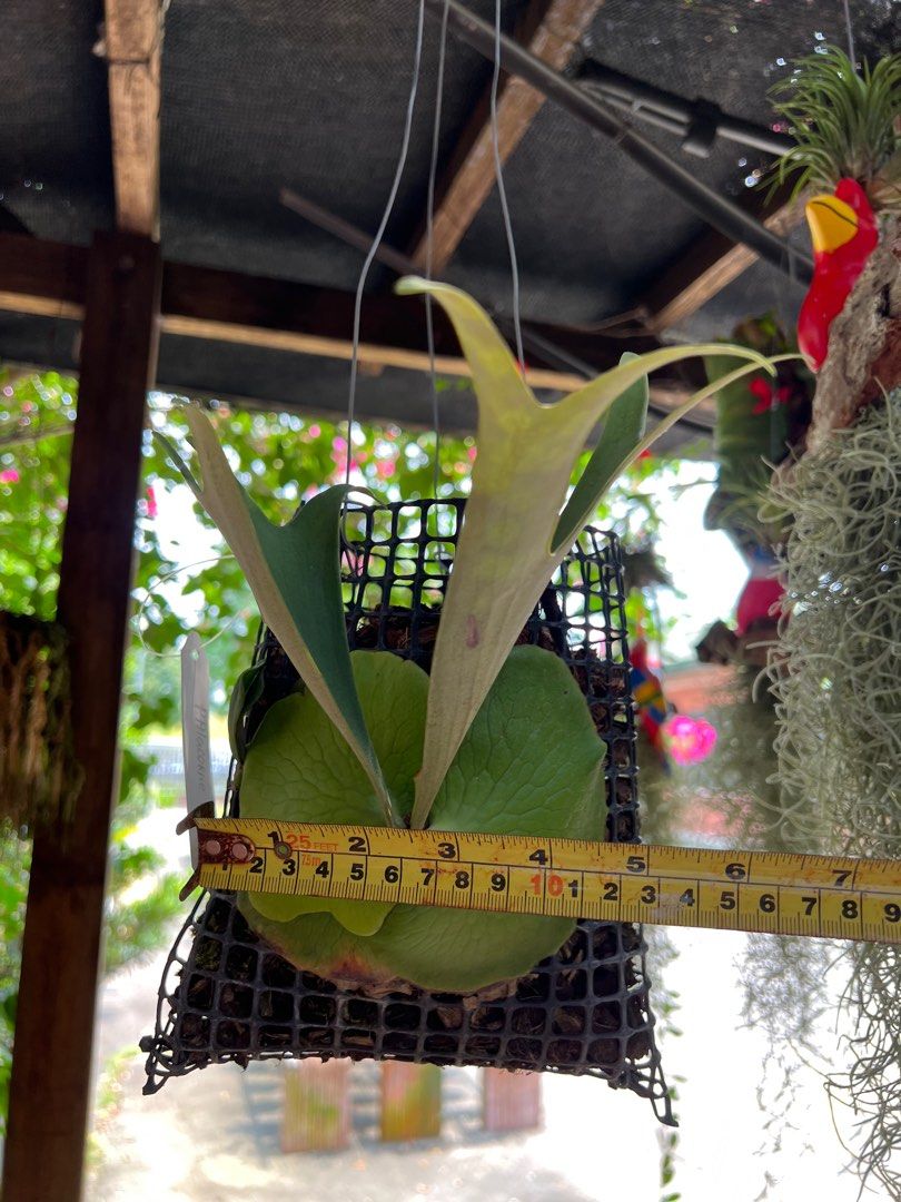 Staghorn Ferns - Platycerium Alcicorne Africa, Furniture & Home Living ...