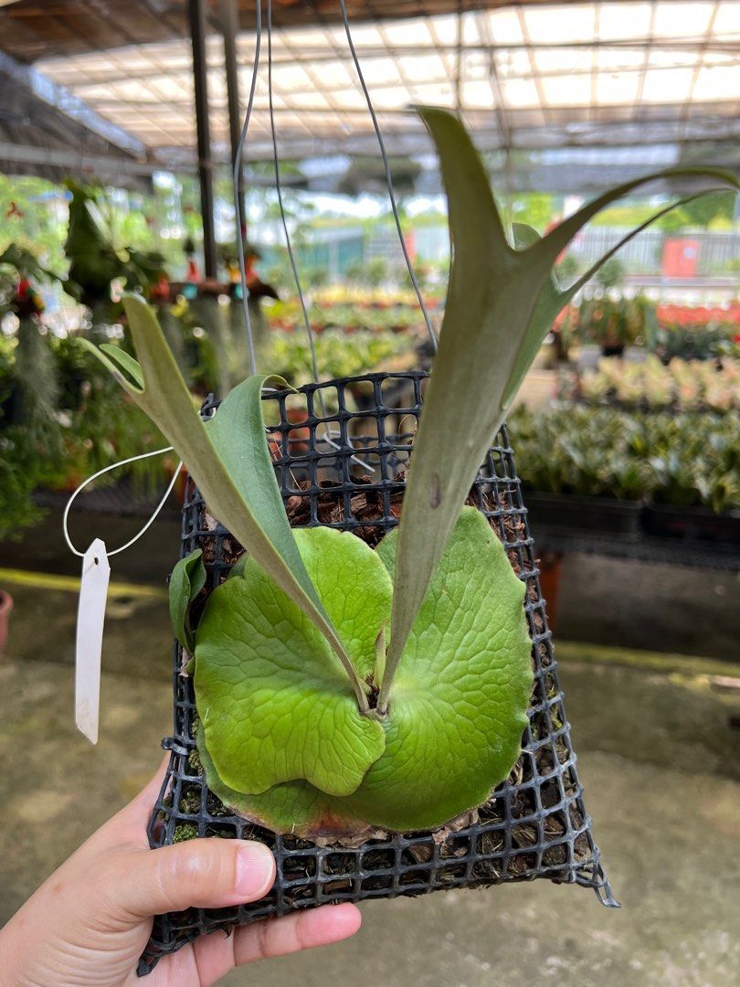 Staghorn Ferns - Platycerium Alcicorne Africa, Furniture & Home Living ...