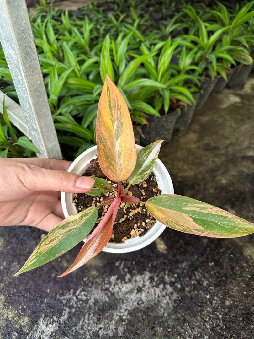 Super rare Philodendron pink princess fire, Furniture & Home Living ...