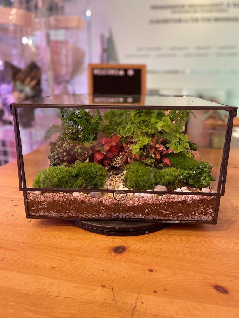 Terrarium Restoration Services/ Repotting ~ make your lifeless ...