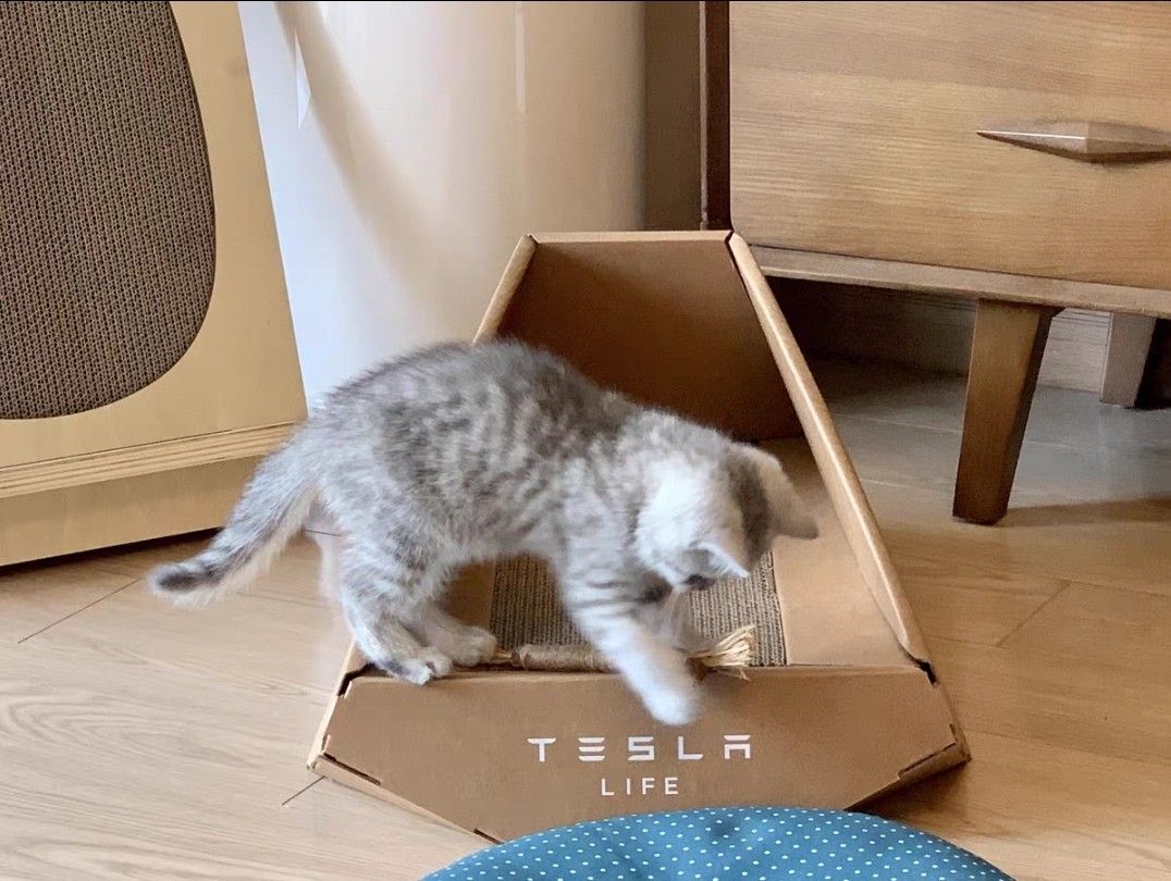 Tesla cat dog bed, Pet Supplies, Homes & Other Pet Accessories on Carousell