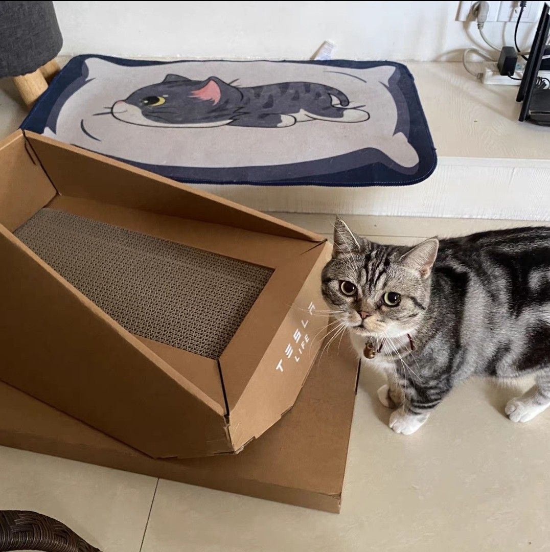 Tesla cat dog bed, Pet Supplies, Homes & Other Pet Accessories on Carousell