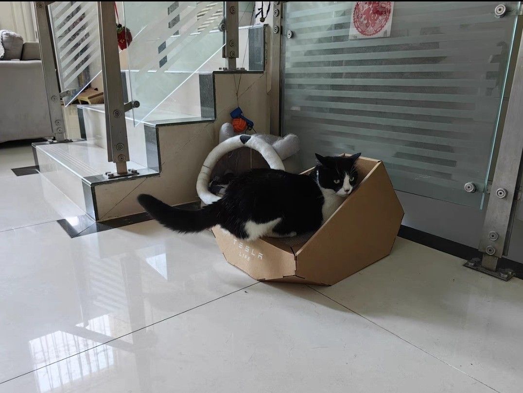 Tesla cat dog bed, Pet Supplies, Homes & Other Pet Accessories on Carousell