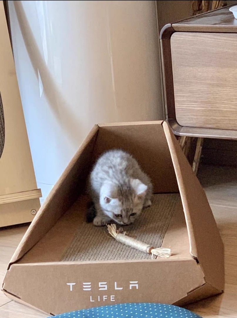 Tesla cat dog bed, Pet Supplies, Homes & Other Pet Accessories on Carousell