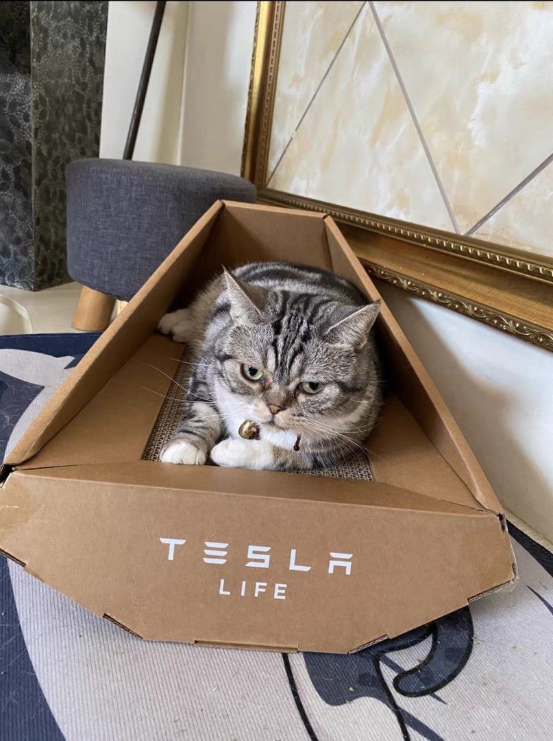 Tesla cat dog bed, Pet Supplies, Homes & Other Pet Accessories on Carousell