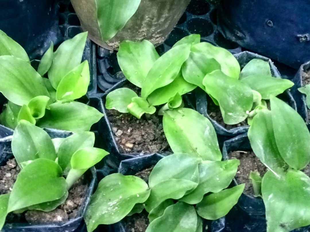 Anak pokok cekur, Furniture & Home Living, Gardening, Plants & Seeds on ...